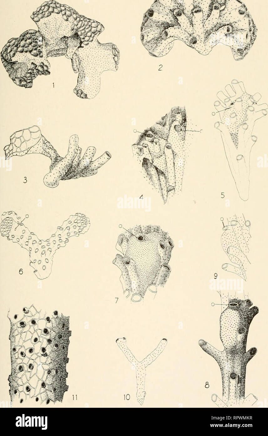 Cyclostomata hi-res stock photography and images - Alamy