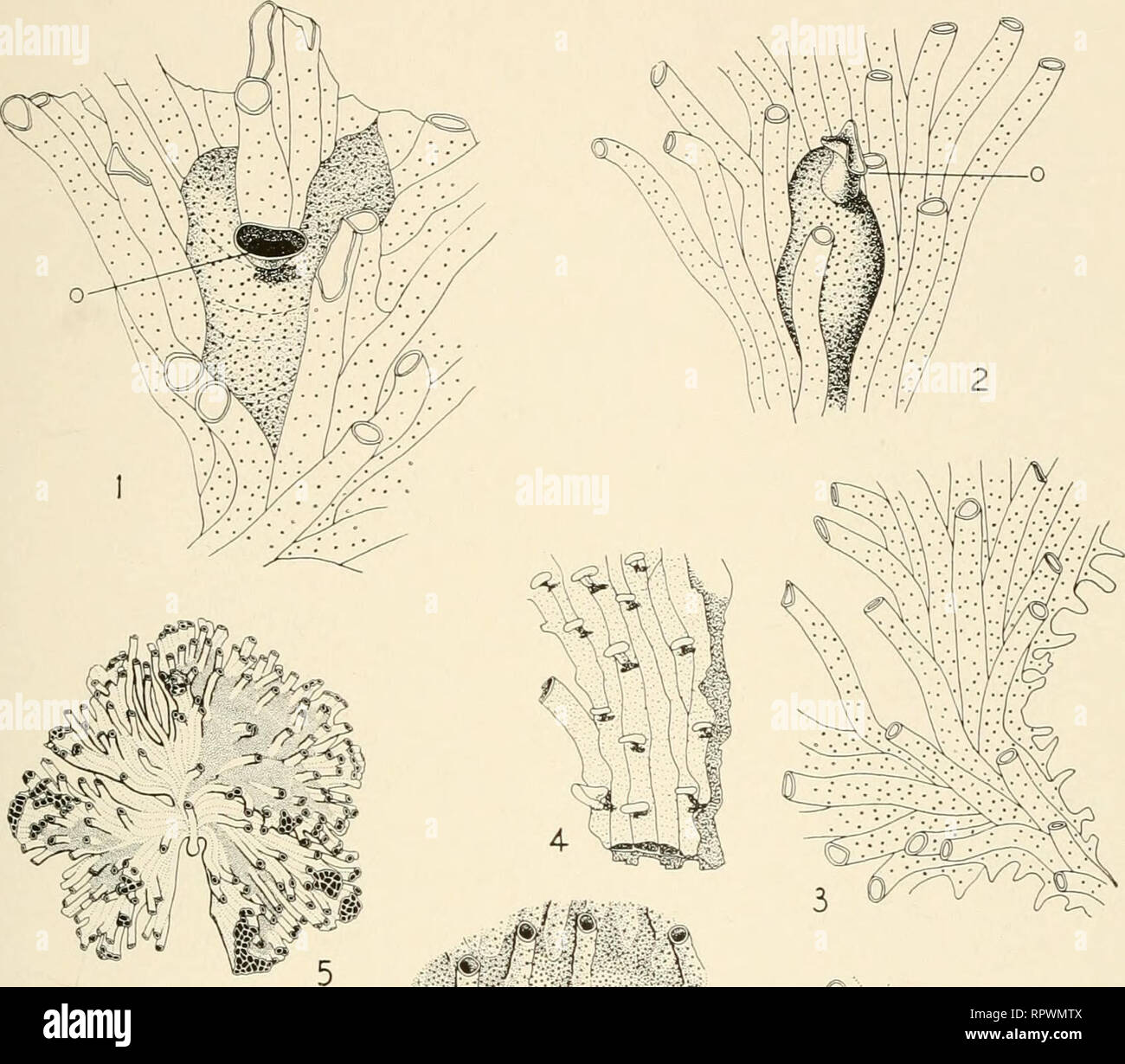 Cyclostomata hi-res stock photography and images - Alamy