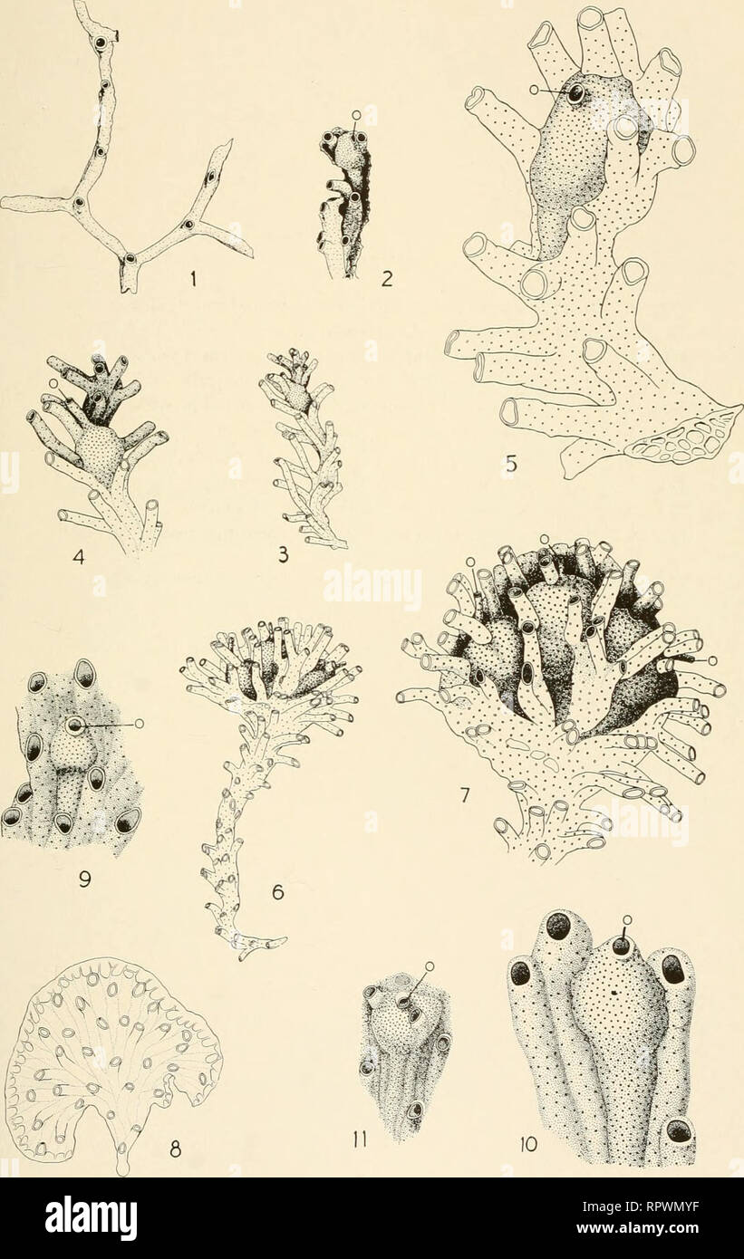 Cyclostomata hi-res stock photography and images - Alamy