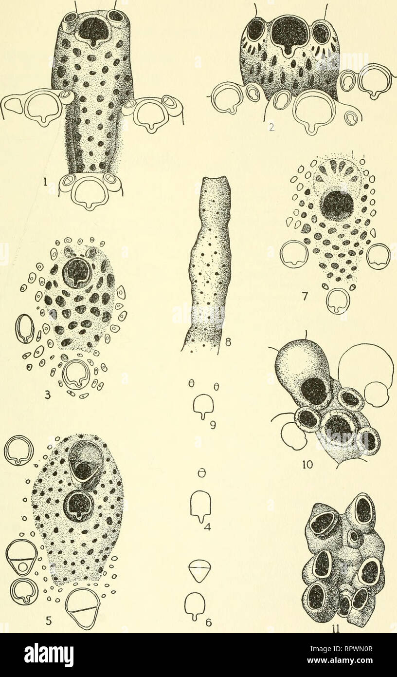 Cheilostomata hi-res stock photography and images - Alamy