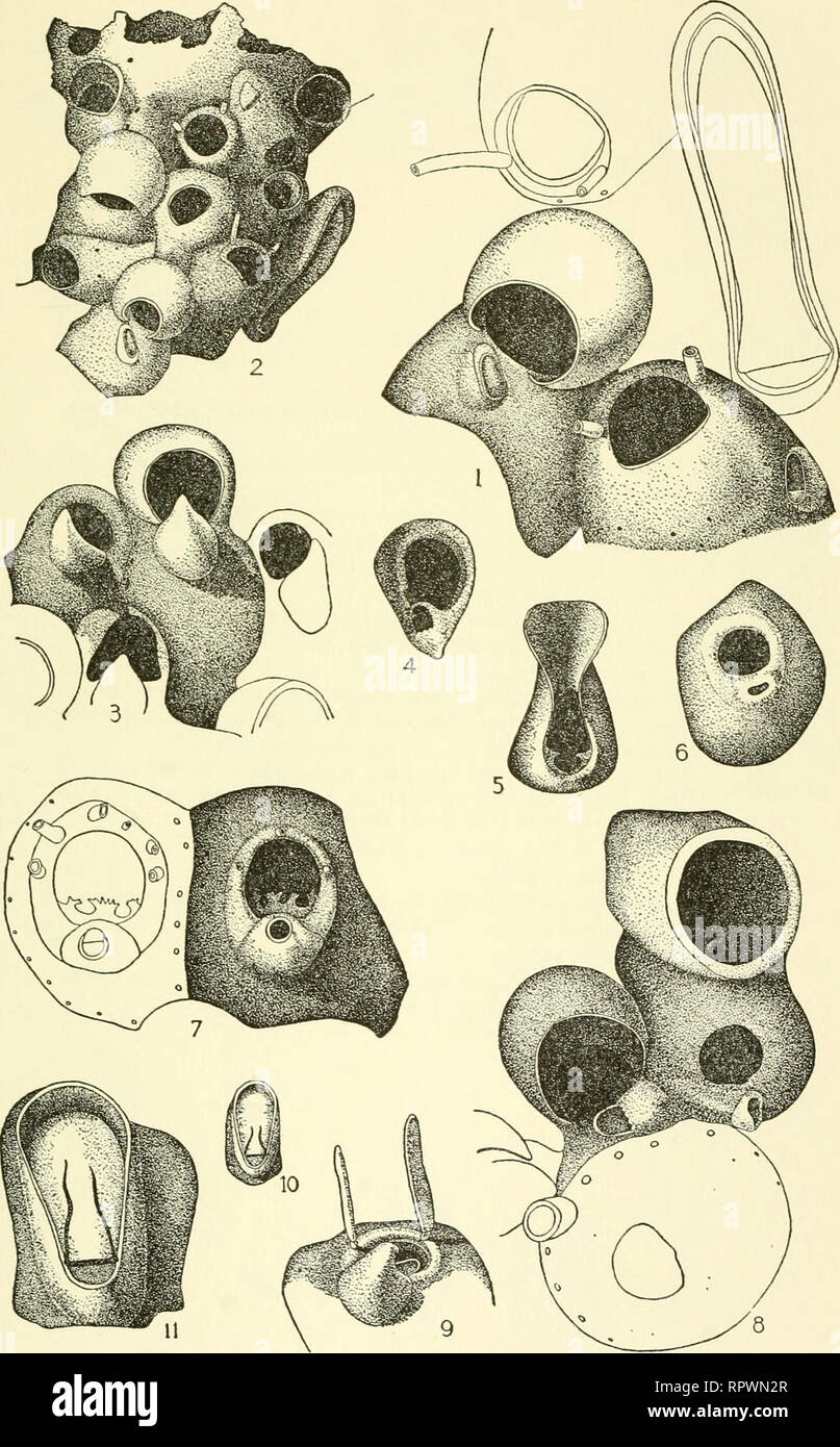 Cheilostomata hi-res stock photography and images - Alamy