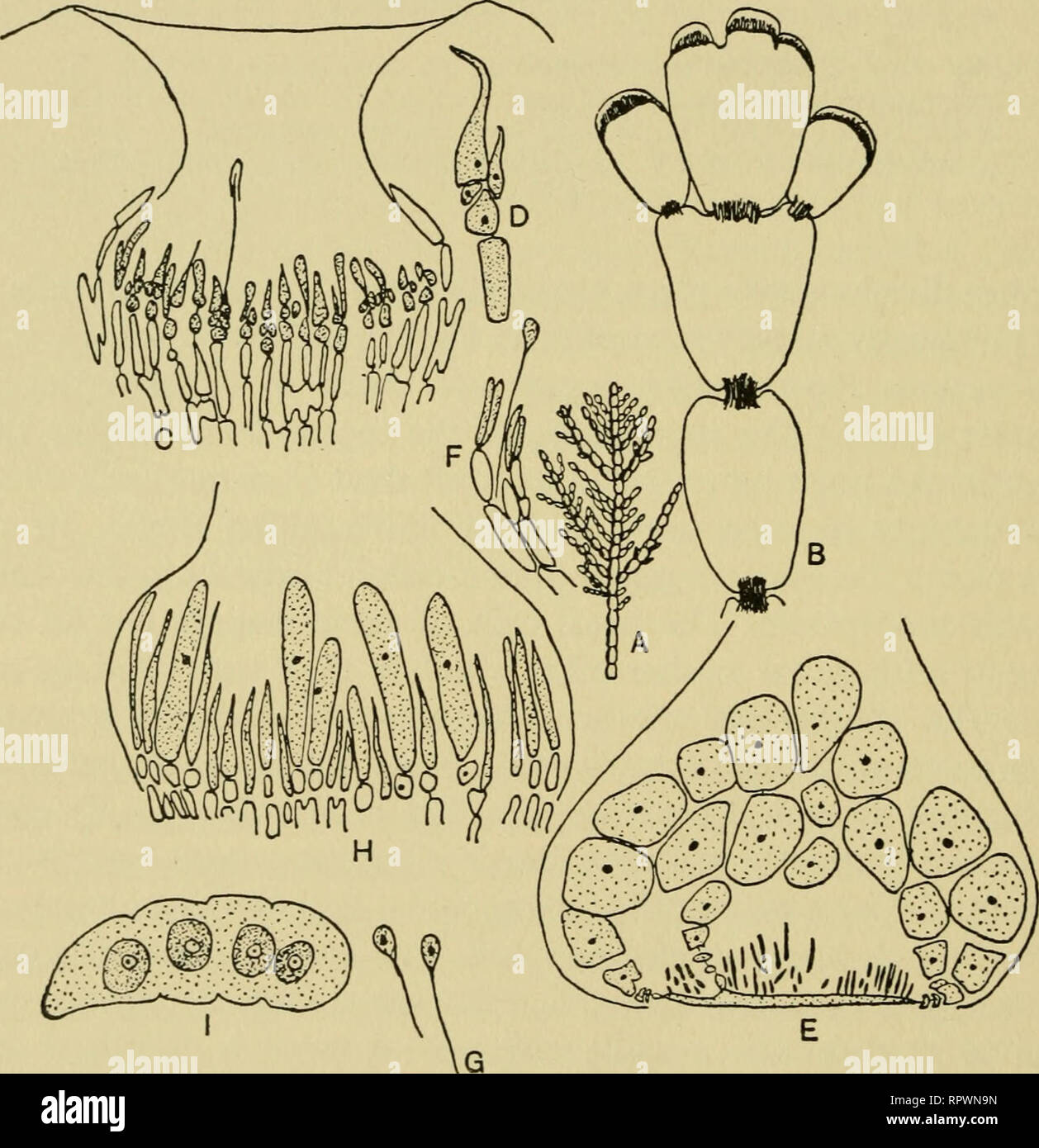 Conceptacle hi-res stock photography and images - Alamy