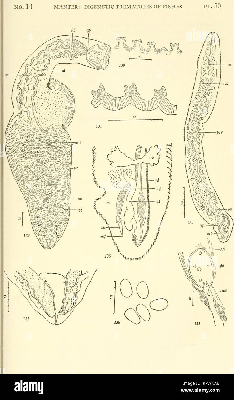 Digenetic hi-res stock photography and images - Alamy