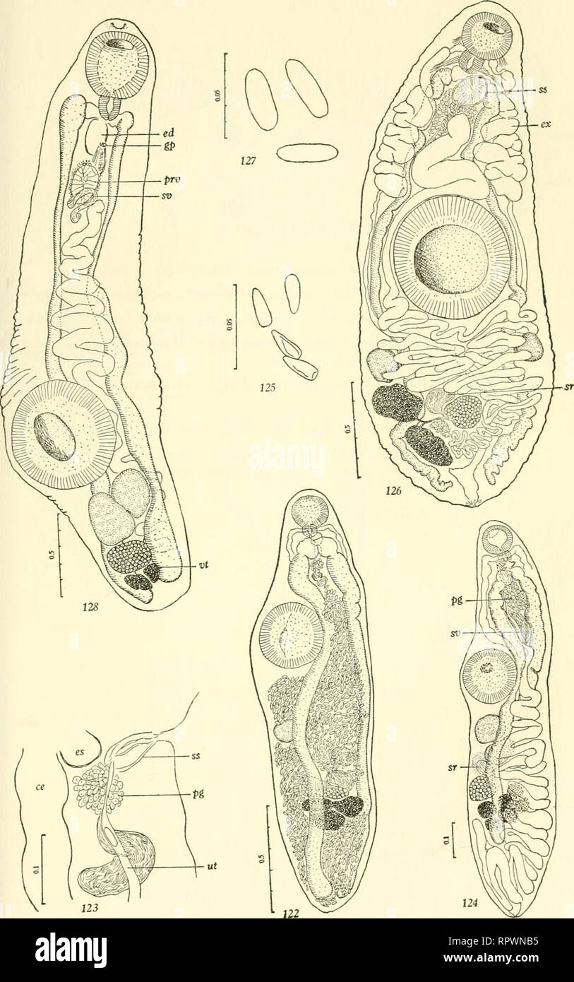Trematodes High Resolution Stock Photography and Images - Alamy