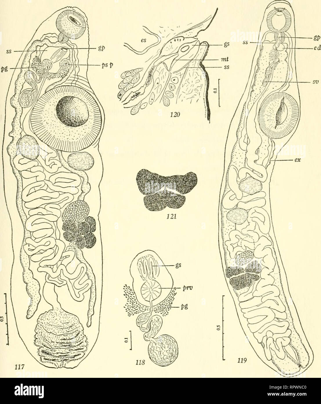 Trematodes High Resolution Stock Photography and Images - Alamy