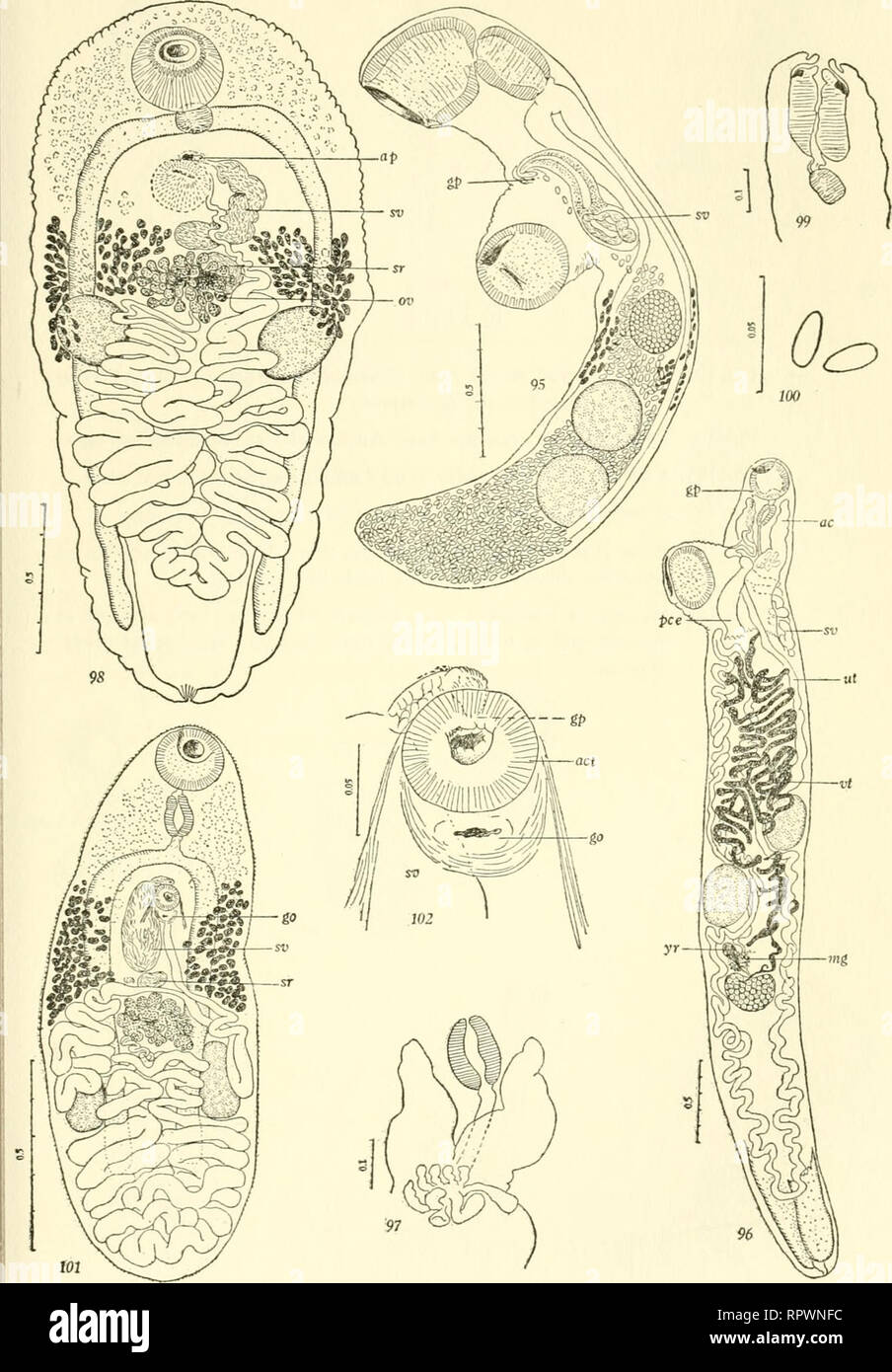 Digenetic hi-res stock photography and images - Alamy