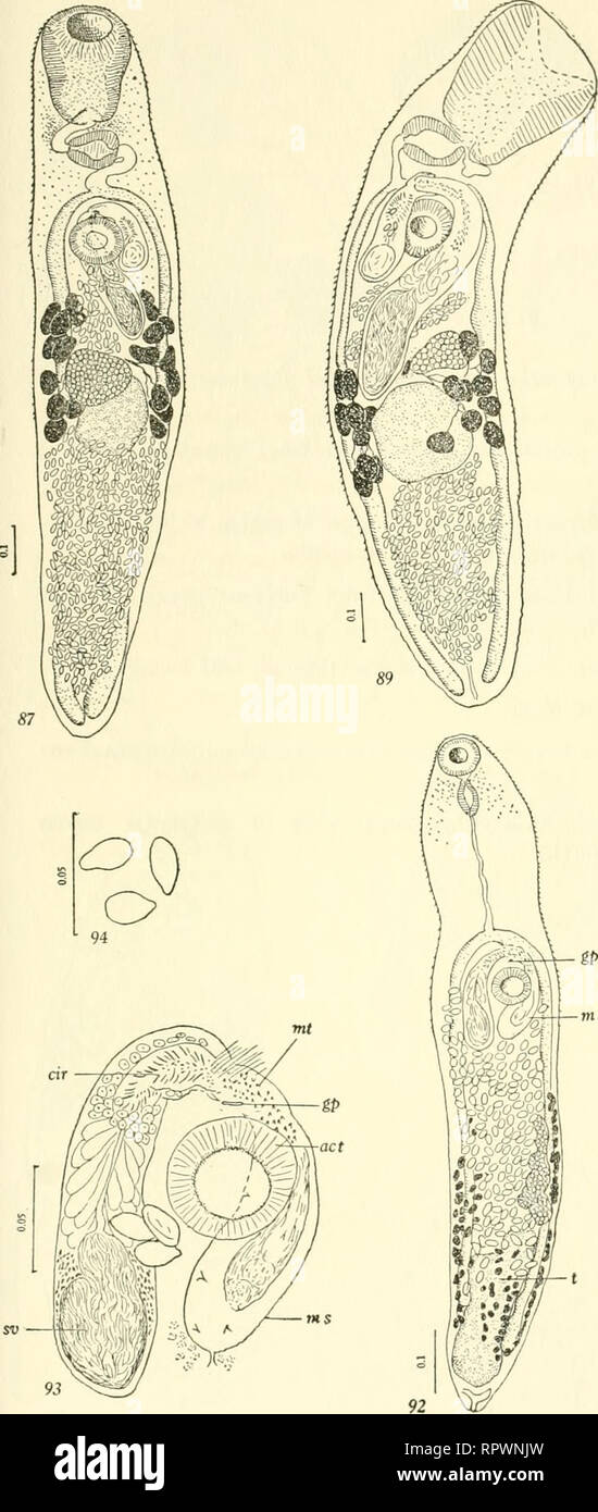 Trematodes hi-res stock photography and images - Alamy