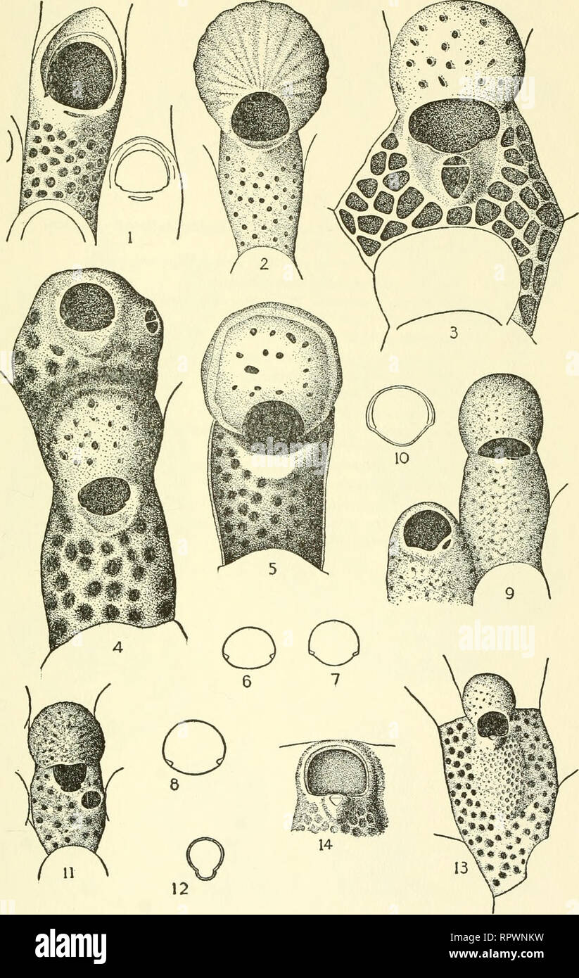 Cheilostomata hi-res stock photography and images - Alamy