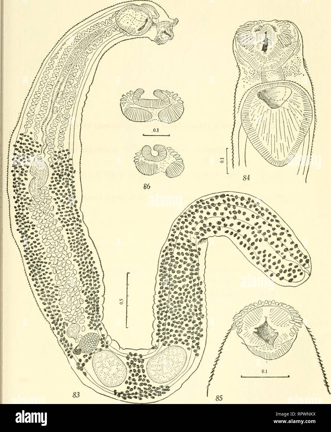 Trematodes hi-res stock photography and images - Alamy