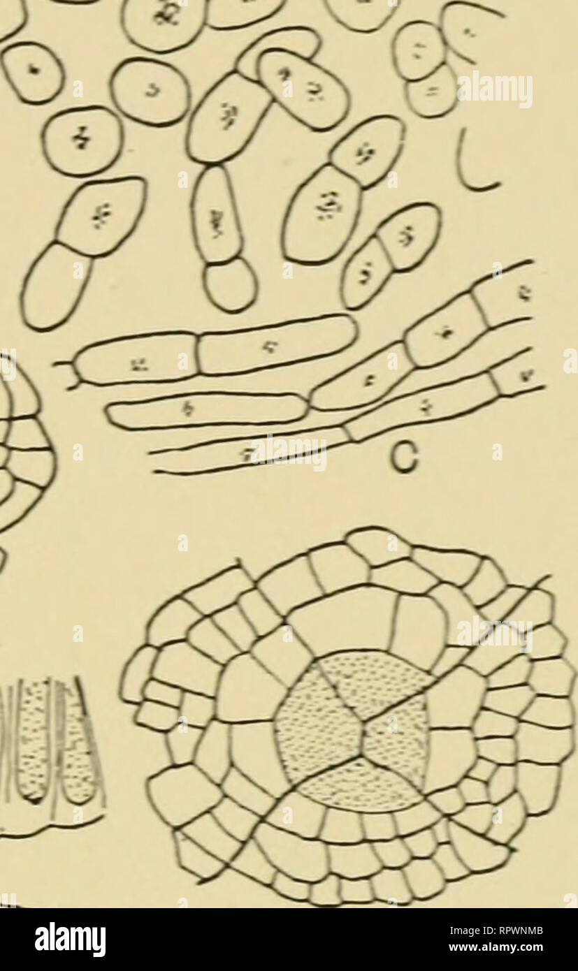 . The algae. Algae. I12/X Fig. 120 Hortnosira banksii. A, portion of ...