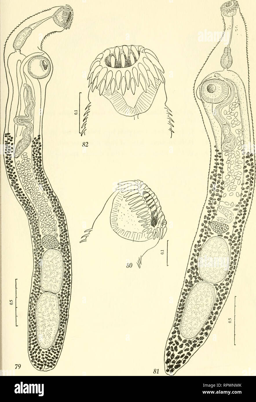 Trematodes hi-res stock photography and images - Alamy