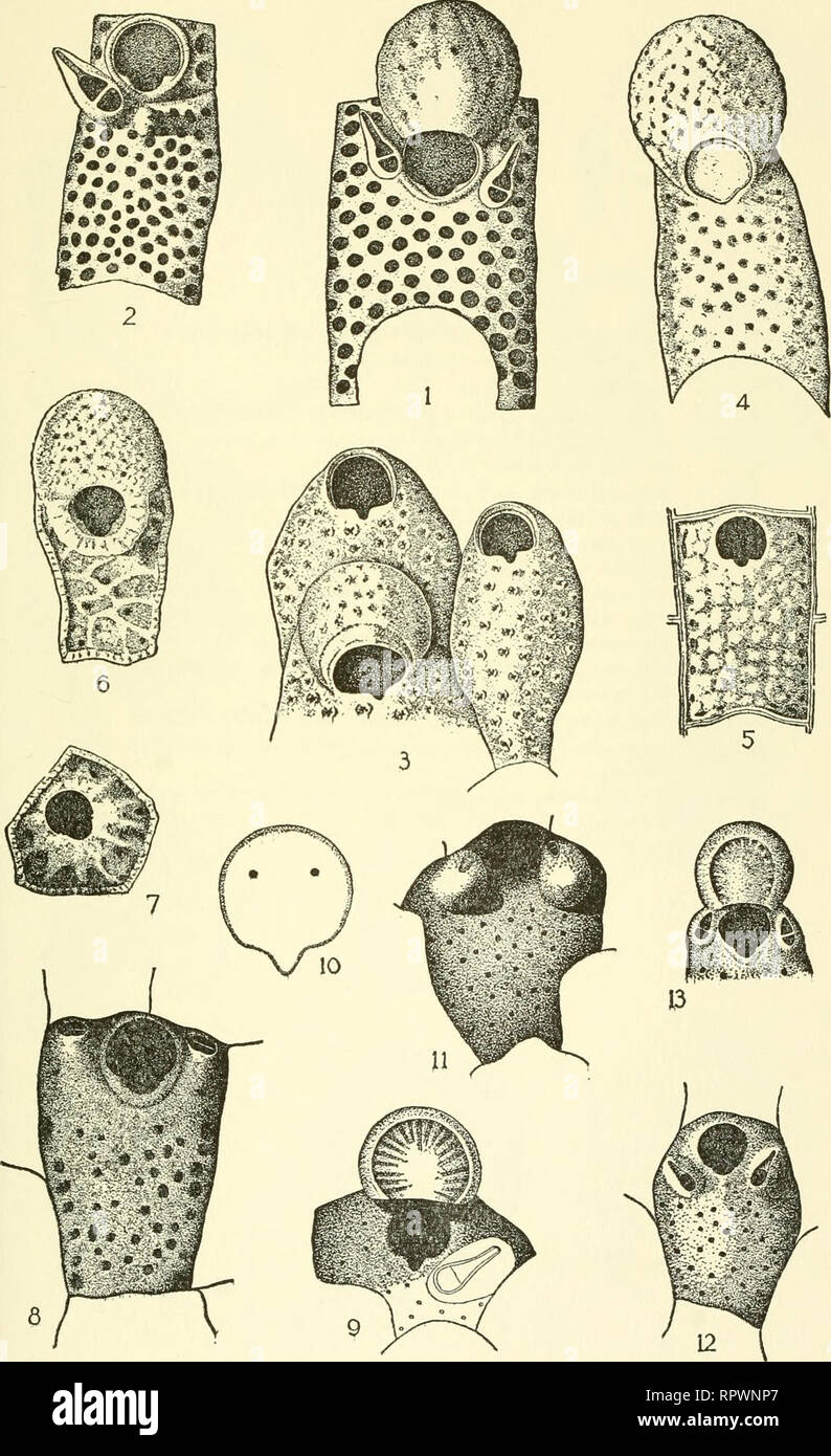 Cheilostomata hi-res stock photography and images - Alamy