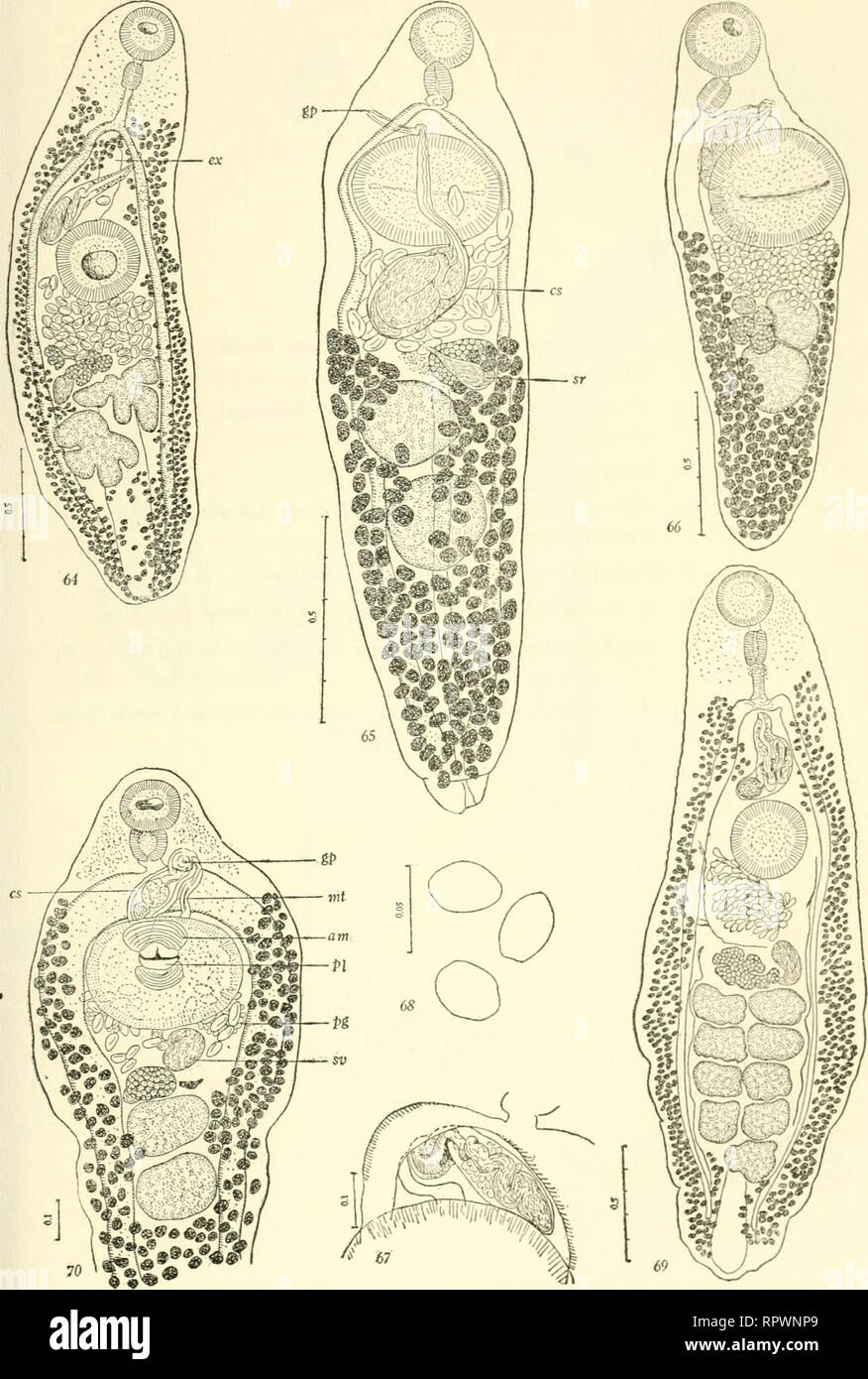 Trematodes hi-res stock photography and images - Alamy