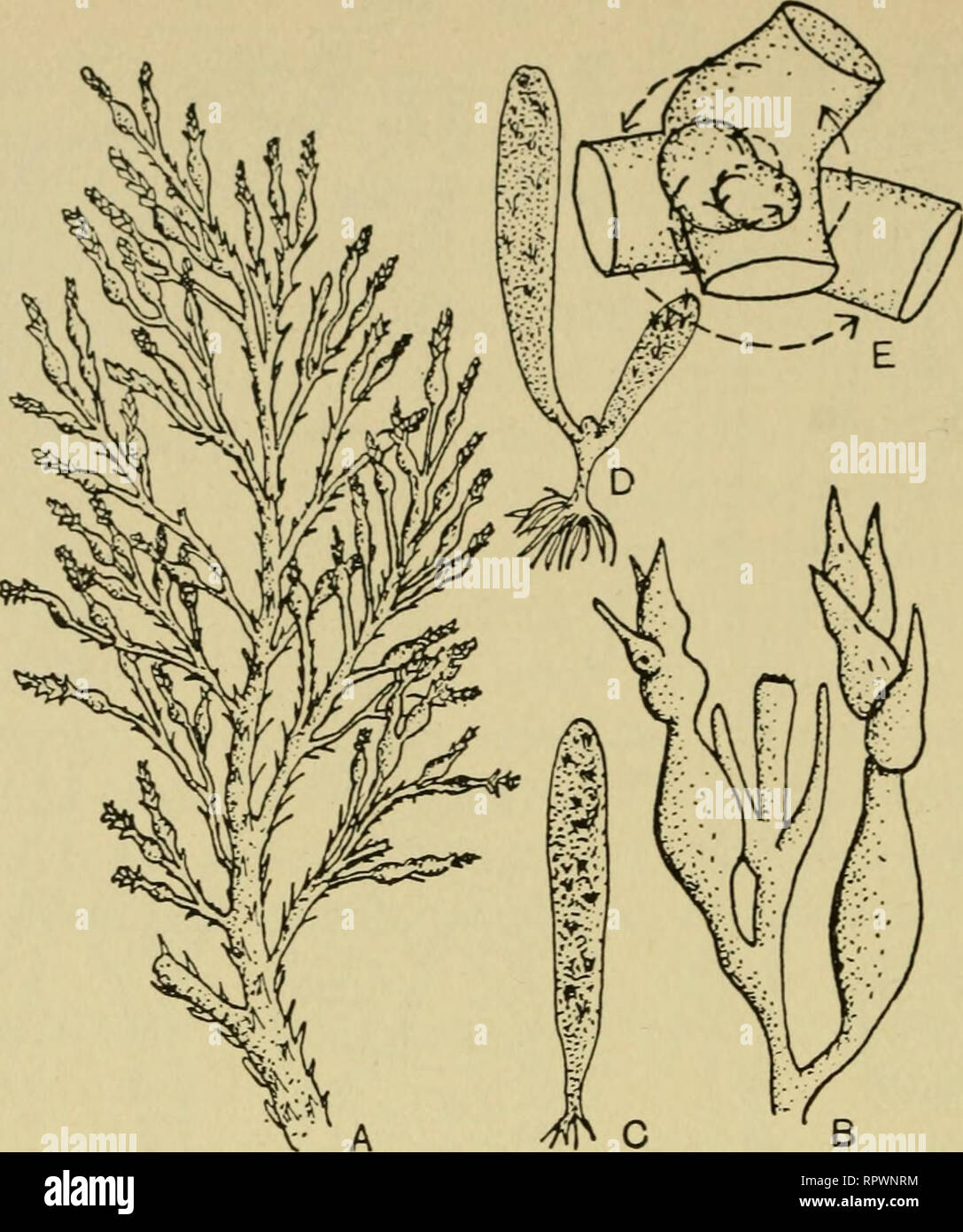 Fibrous algae hi-res stock photography and images - Alamy