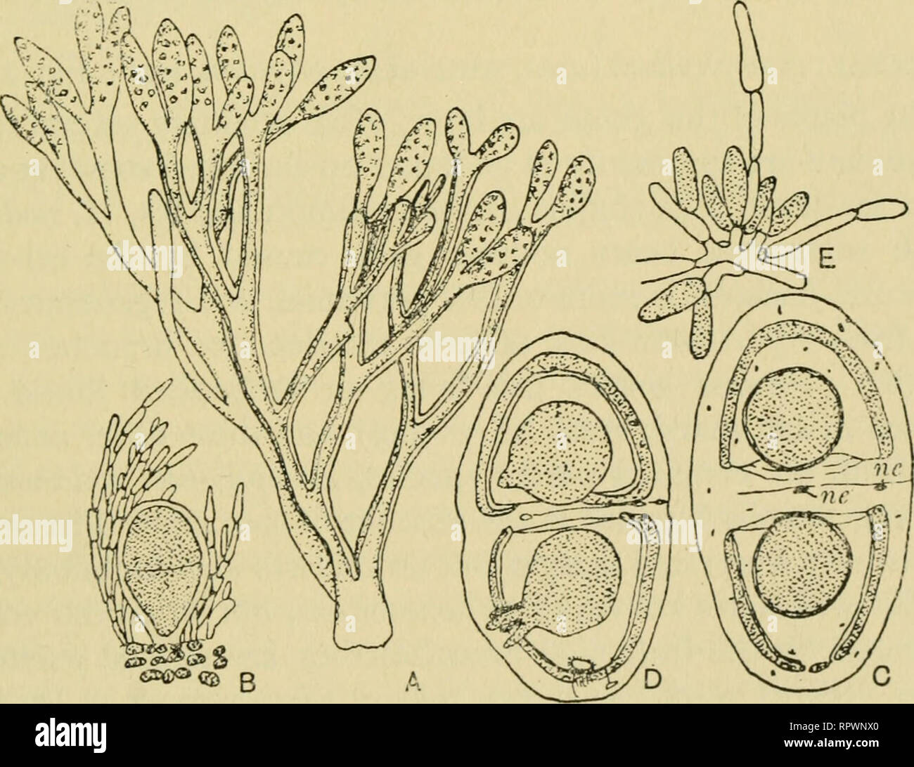 Intercalary meristem hi-res stock photography and images - Alamy