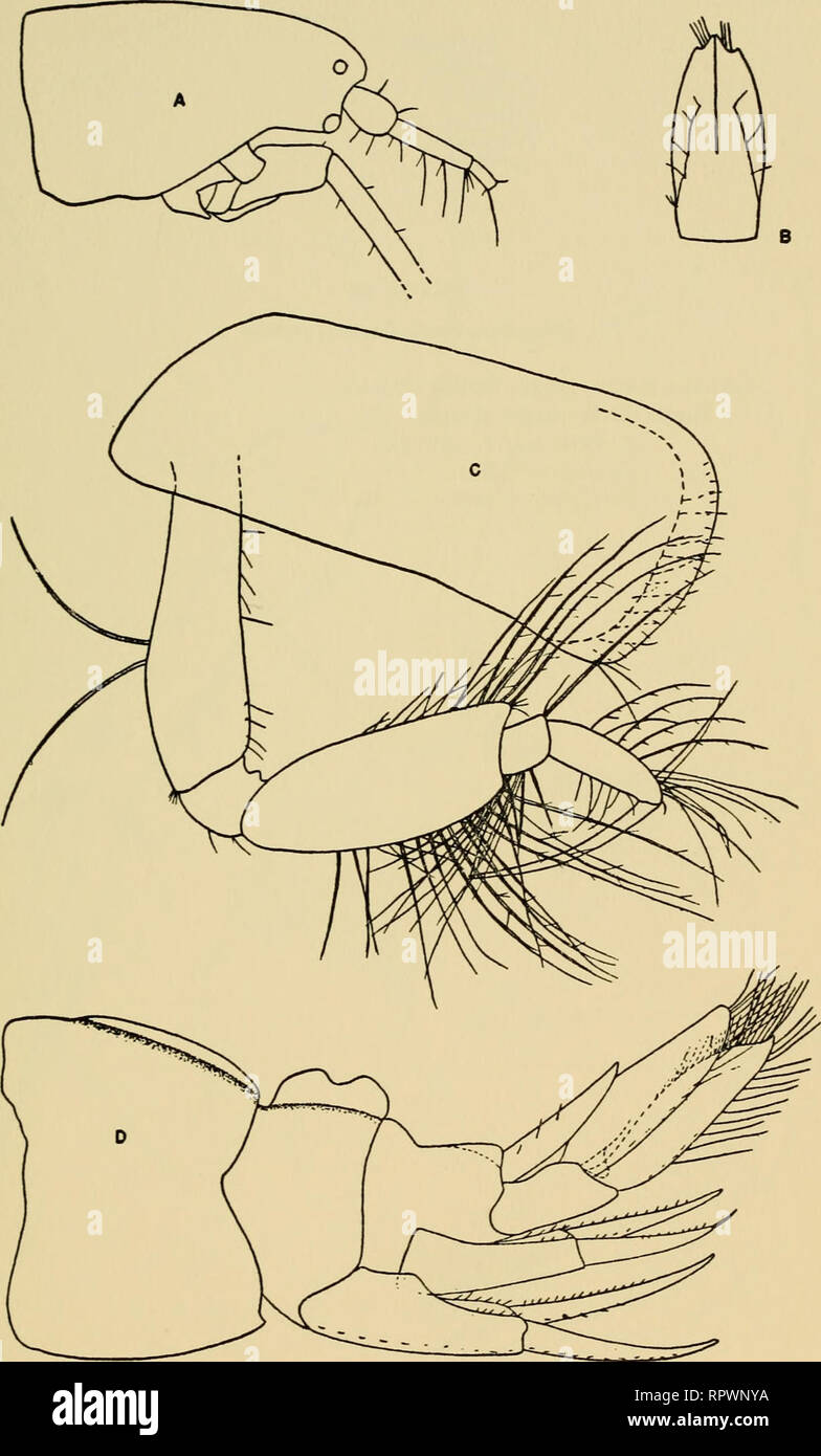 . Allan Hancock Pacific expeditions. [Reports]. Scientific expeditions ...