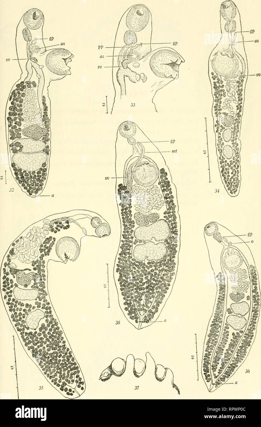Trematodes High Resolution Stock Photography and Images - Alamy