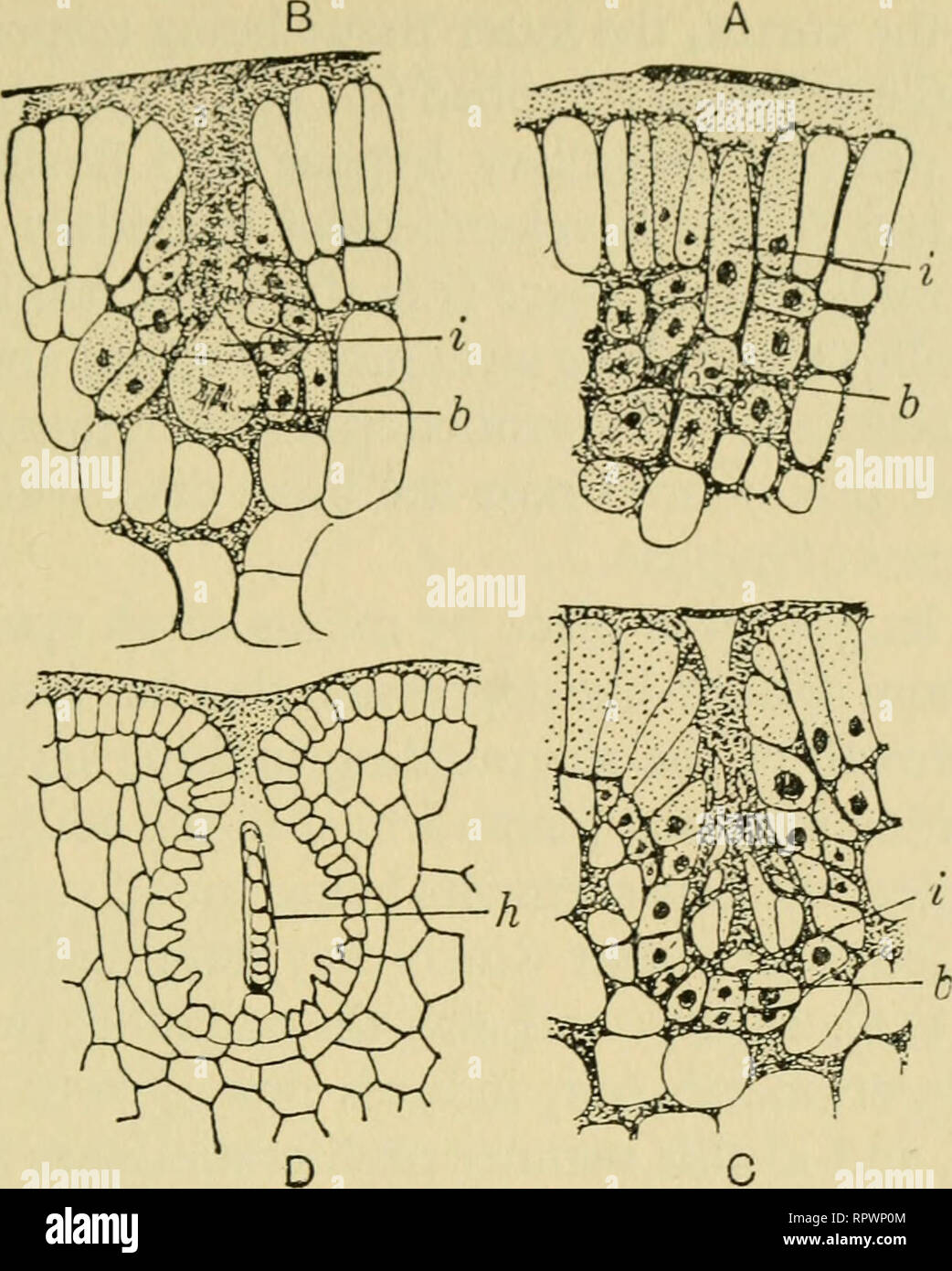 Meristoderm hi-res stock photography and images - Alamy
