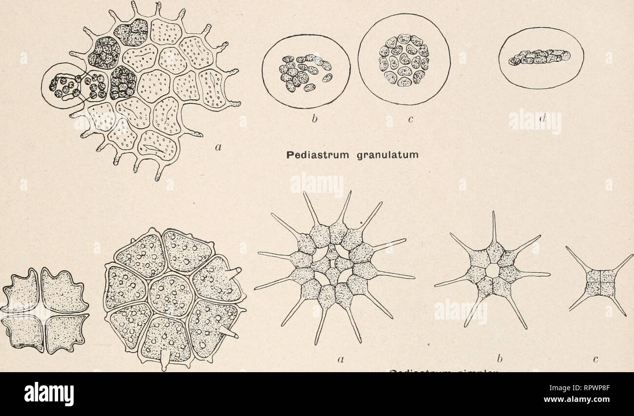 Pediastrum simplex pediastrum simplex hi-res stock photography and ...