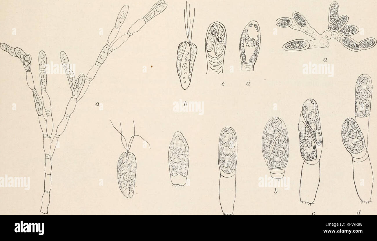 . Album général des diatomées marines, d'eau douce ou fossiles : album ...