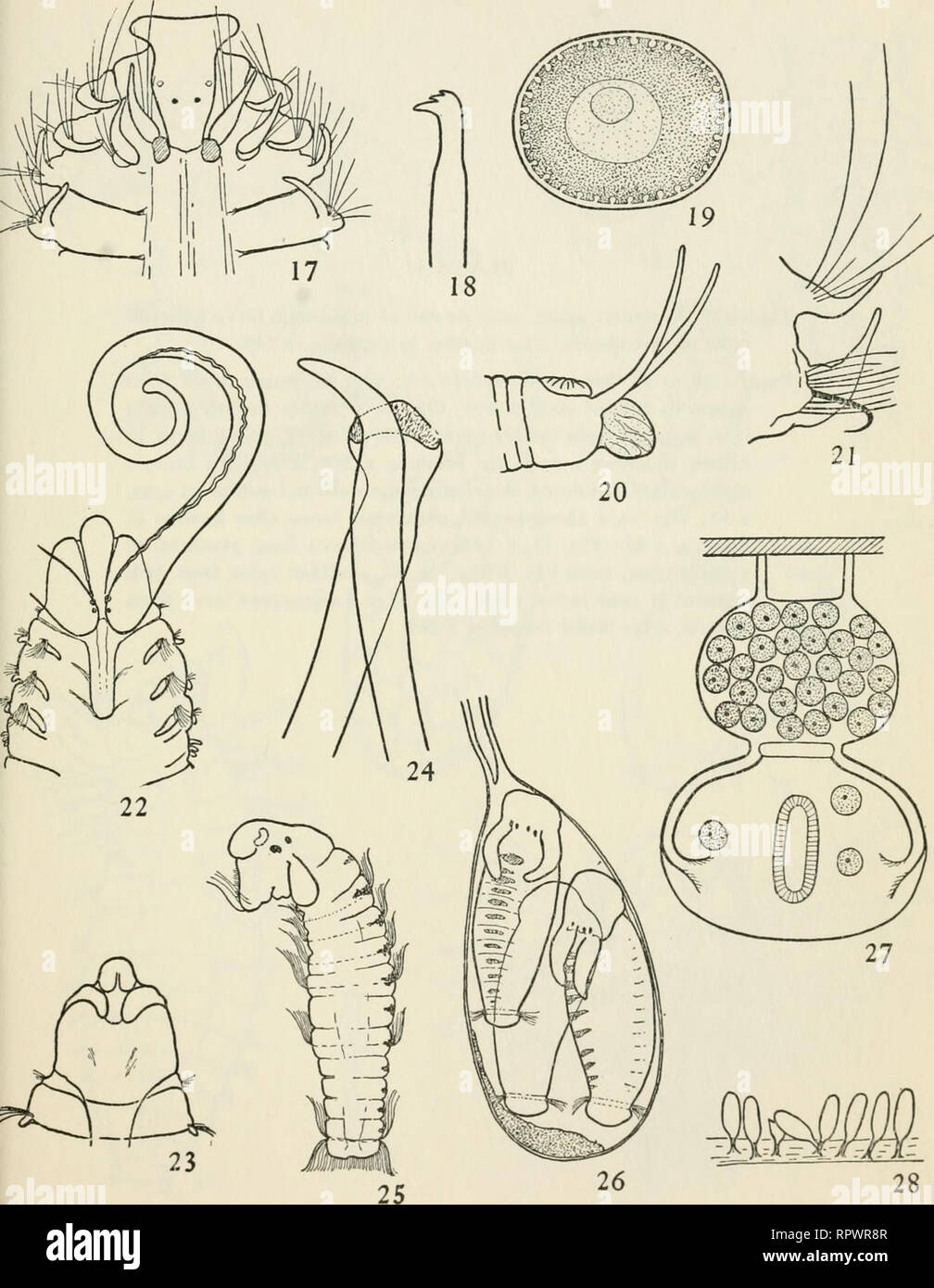 . Allan Hancock Pacific expeditions. Scientific expeditions. NO. 4 ...