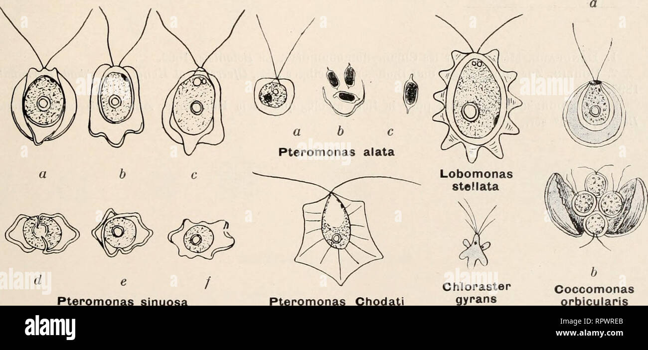 . Album général des diatomées marines, d'eau douce ou fossiles : album ...