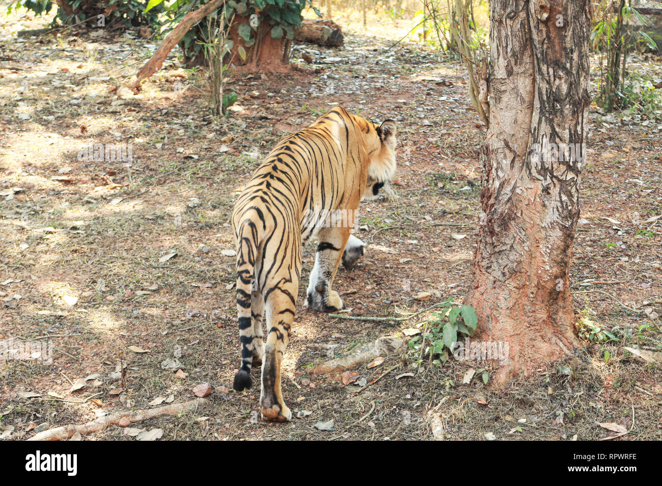 Tiger tours hi-res stock photography and images - Alamy
