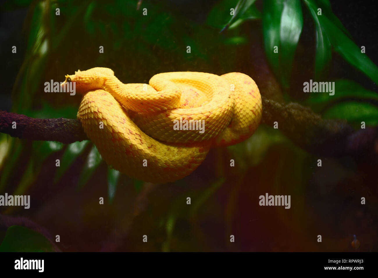 Eyelash snake hi-res stock photography and images - Alamy
