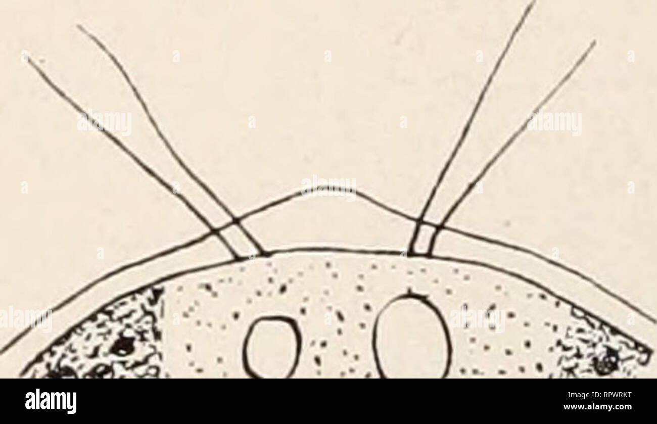 Chloromonas hi-res stock photography and images - Alamy