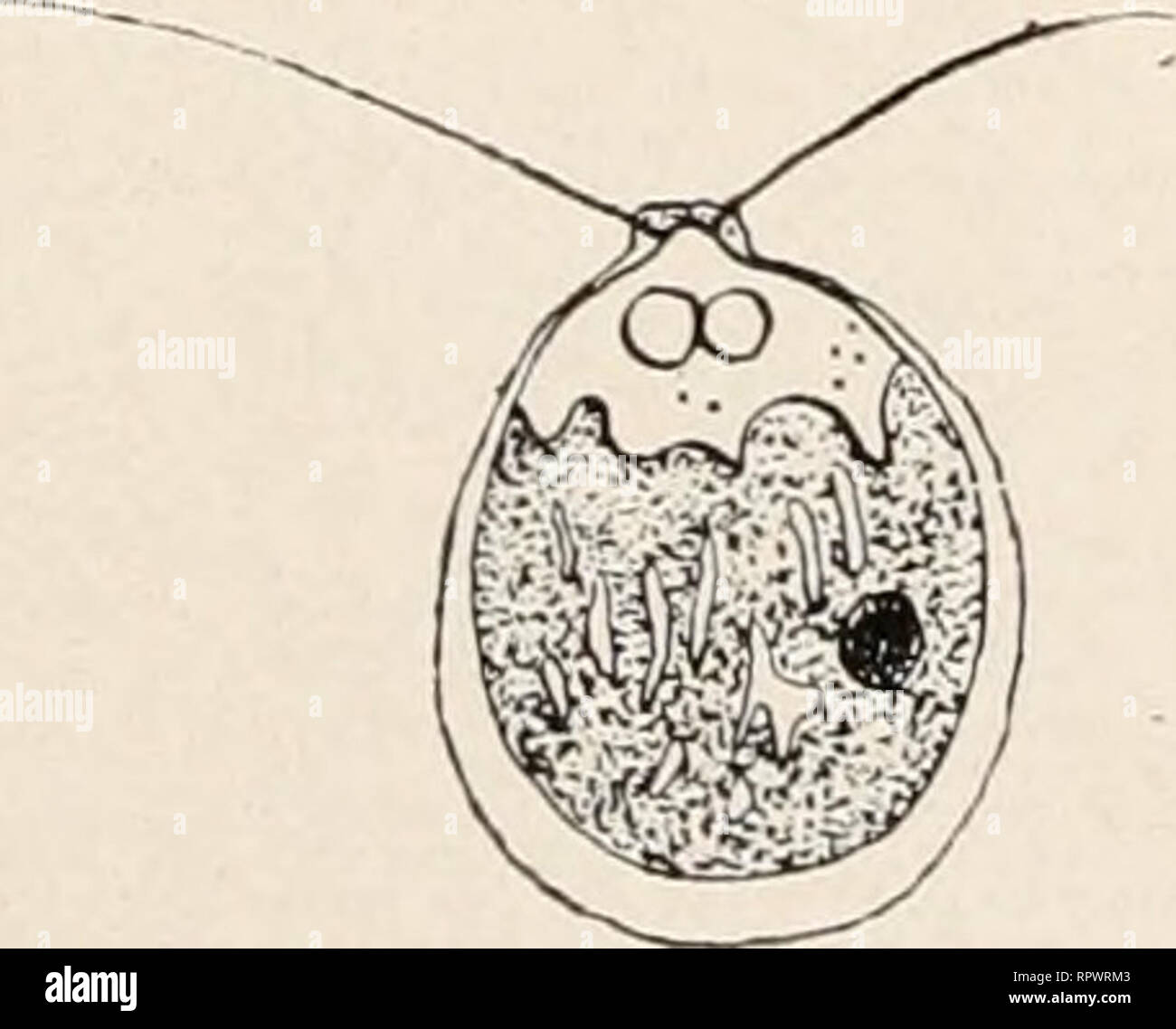 Chloromonas hi-res stock photography and images - Alamy