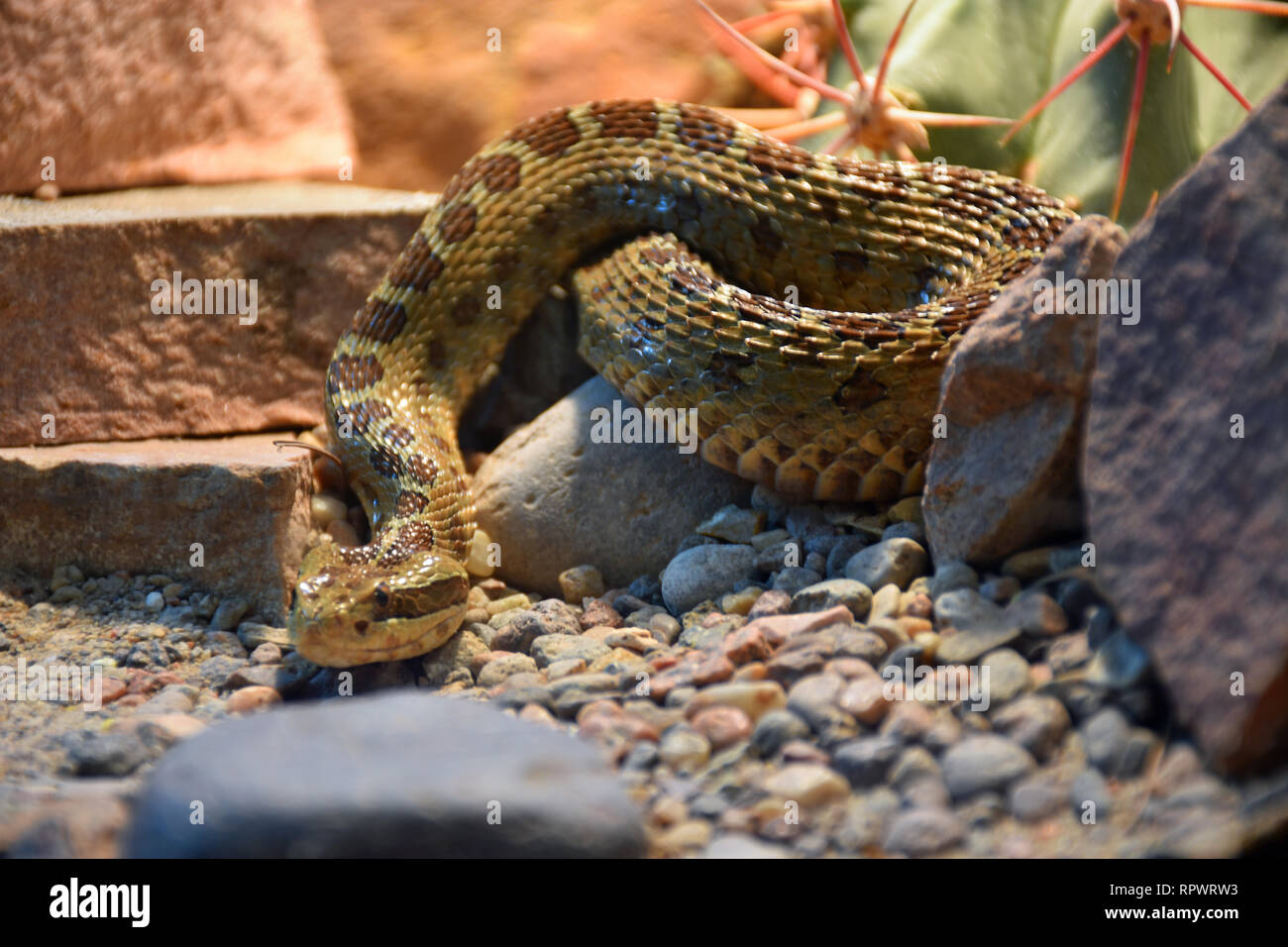 Cascabel rattlesnake hi-res stock photography and images - Alamy