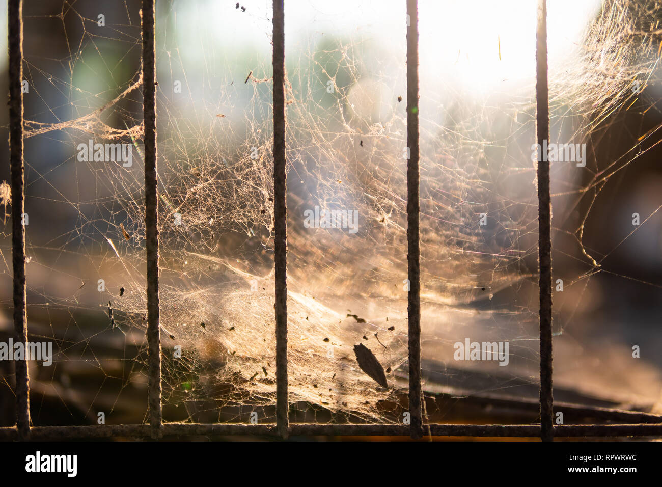 Empty open bird cage hi-res stock photography and images - Alamy