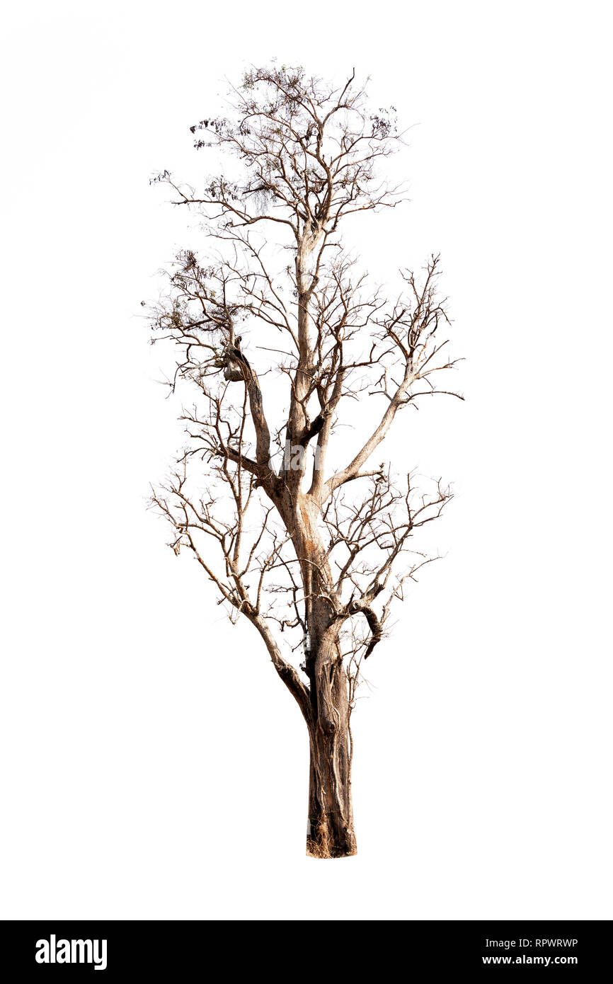Single old and dead tree isolated on white background Stock Photo - Alamy