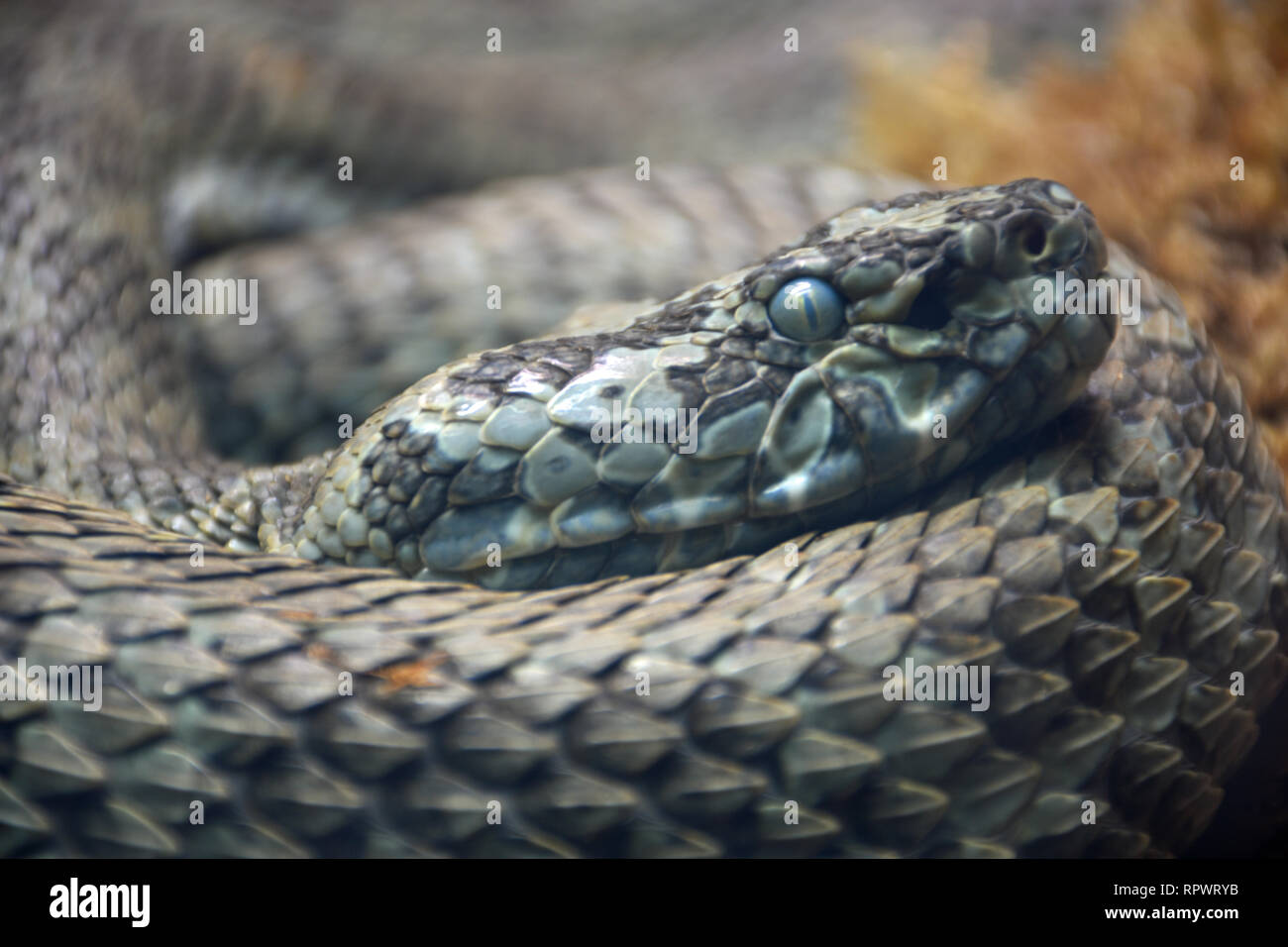 Mang mountain pit viper hi-res stock photography and images - Alamy