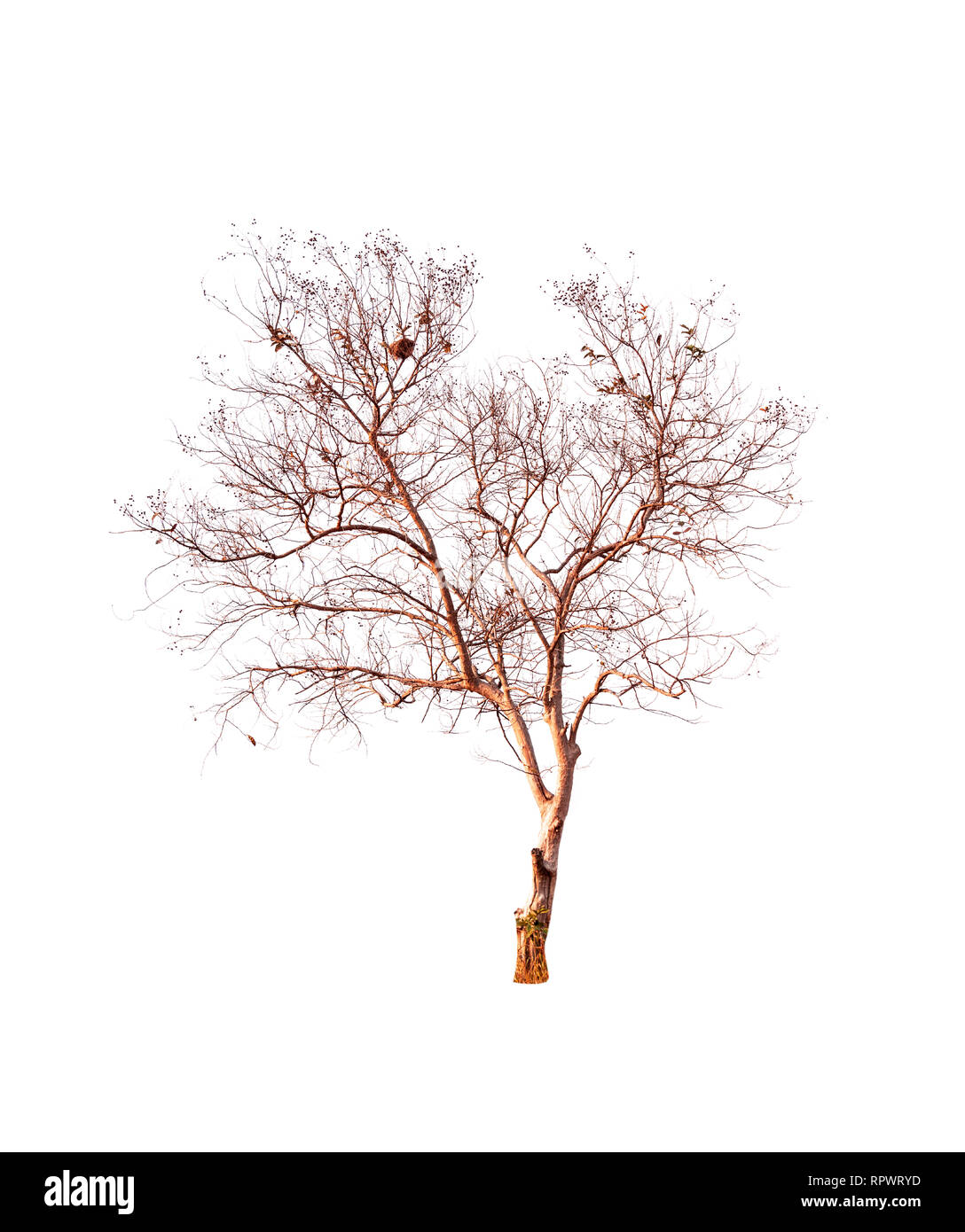 Single old and dead tree isolated on white background Stock Photo - Alamy