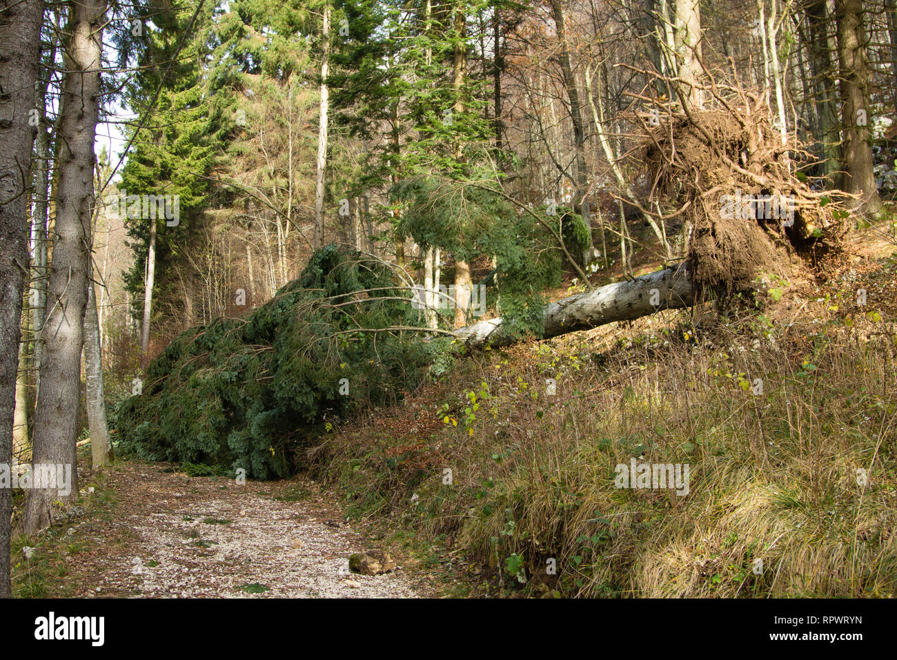 Tree knocked down by the wind along a trekking path Stock Photo - Alamy