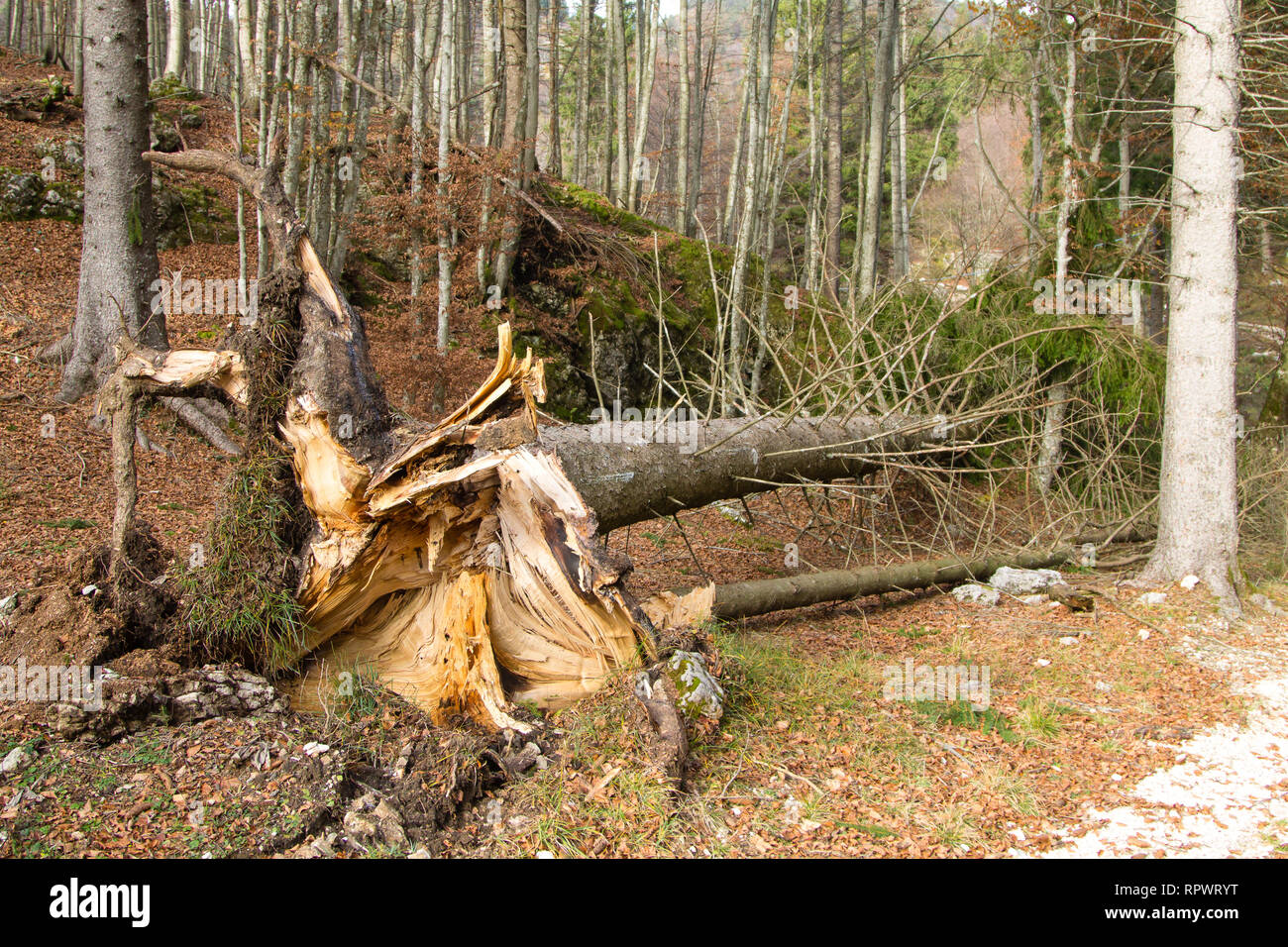 Tree knocked down by the wind along a trekking path Stock Photo - Alamy