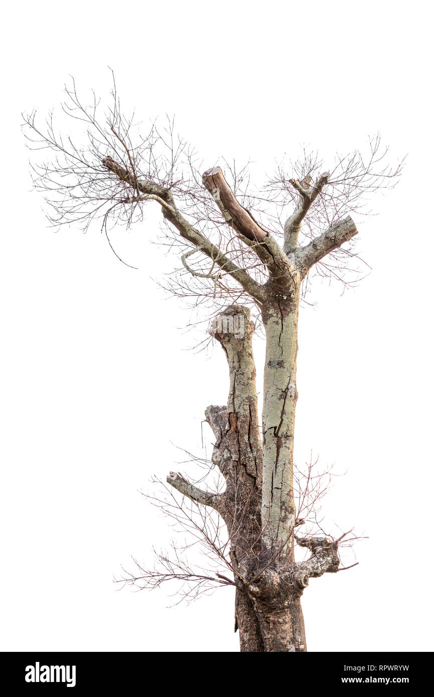 Single old and dead tree isolated on white background Stock Photo - Alamy