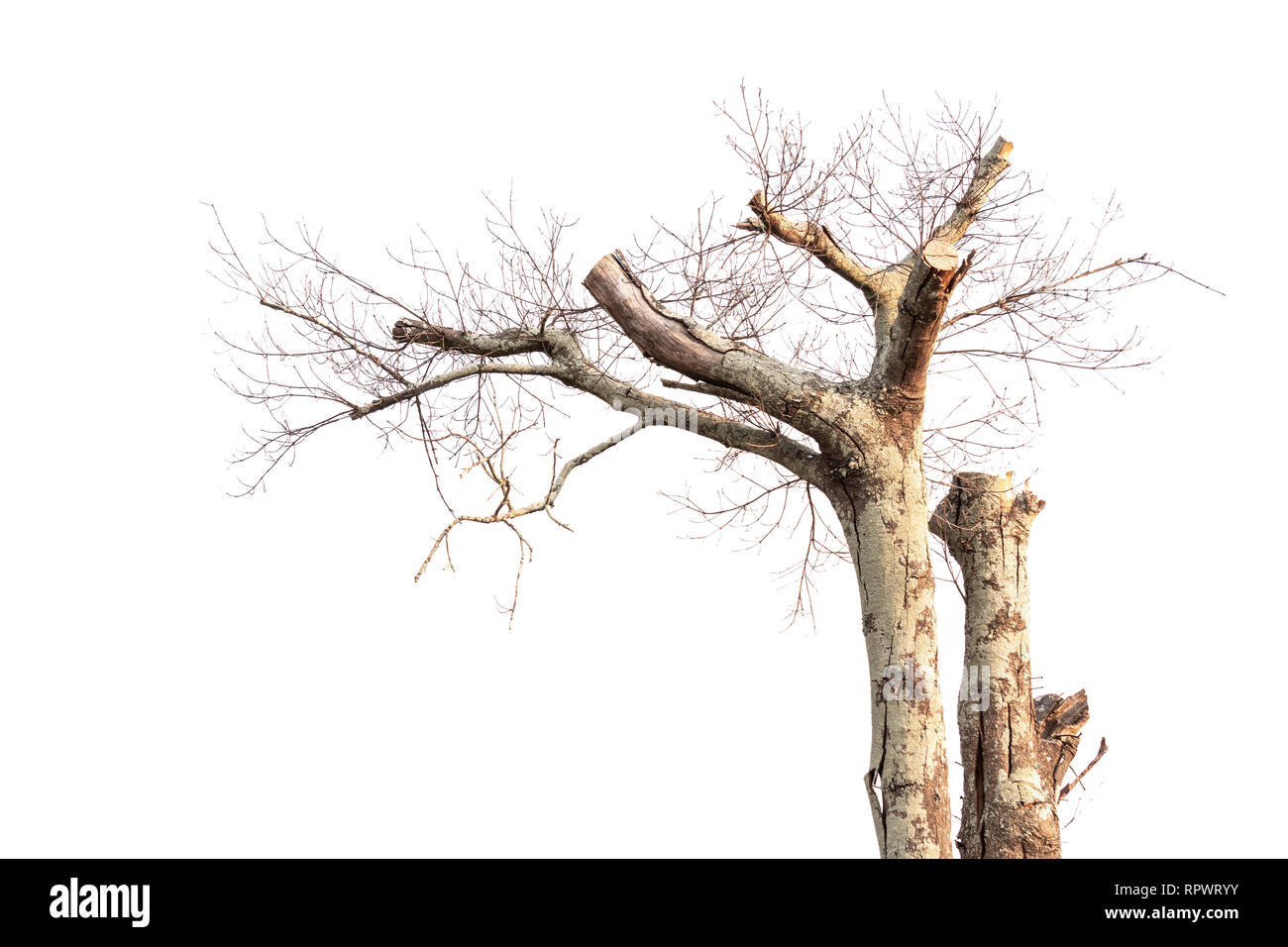 Single old and dead tree isolated on white background Stock Photo - Alamy
