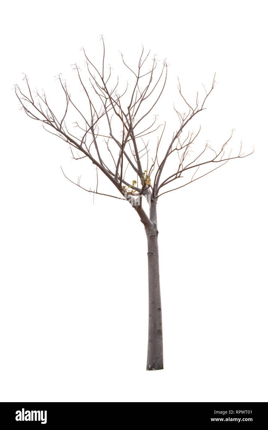 Single old and dead tree isolated on white background Stock Photo - Alamy