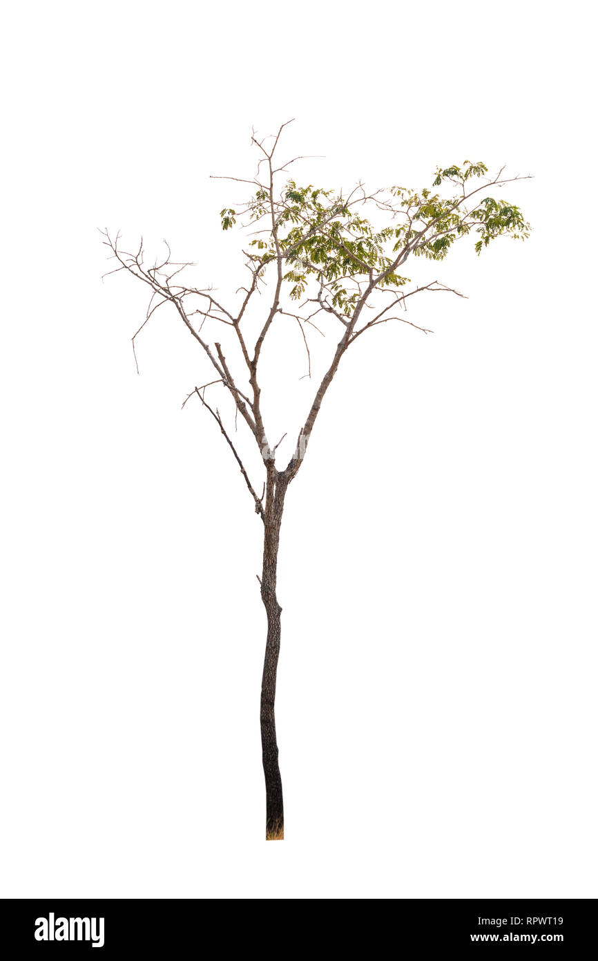 Single old and dead tree isolated on white background Stock Photo - Alamy