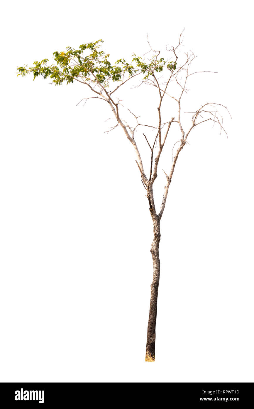 Single old and dead tree isolated on white background Stock Photo - Alamy