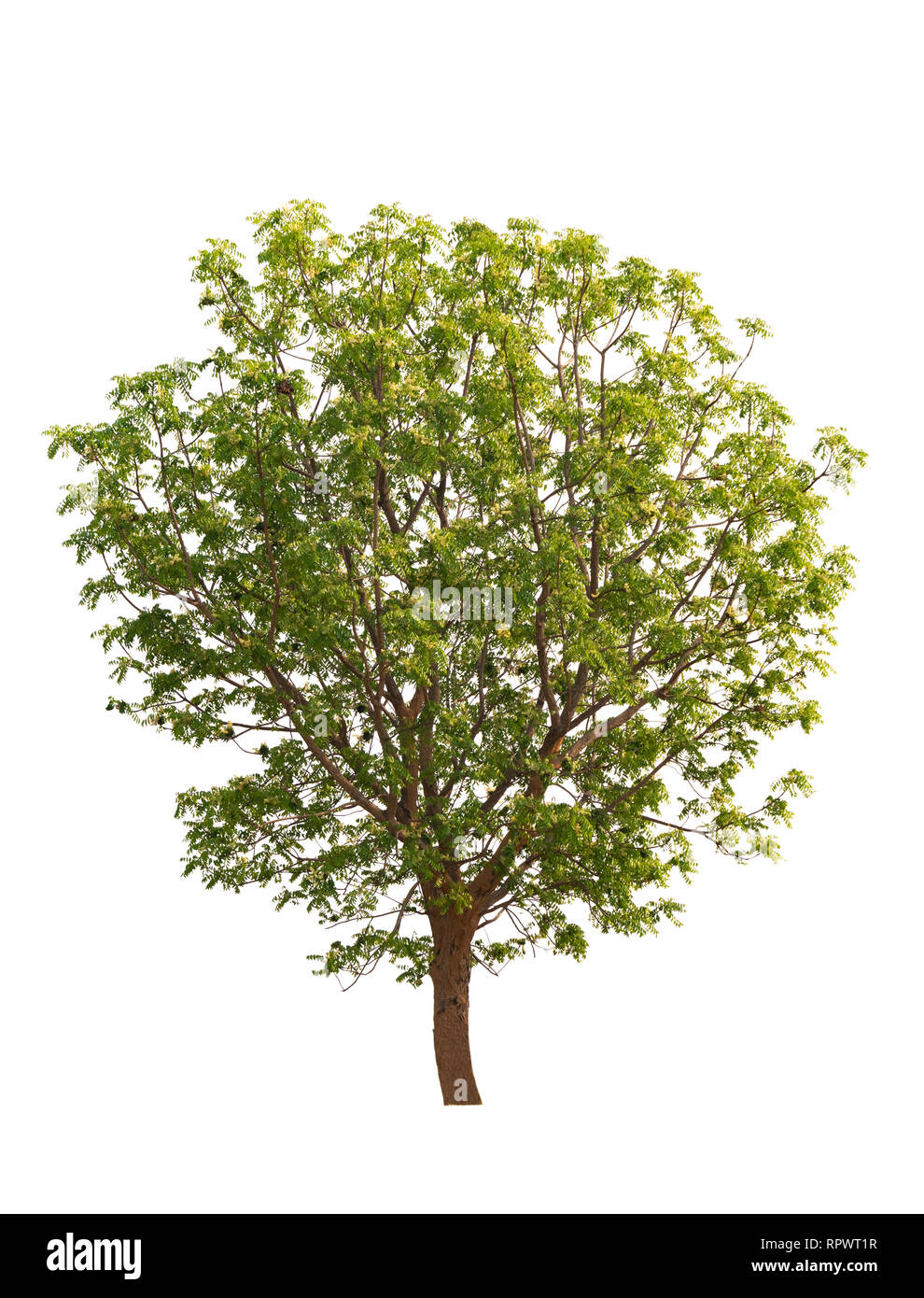 Leafy tree background full Cut Out Stock Images & Pictures - Alamy
