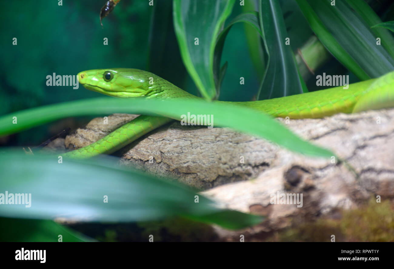 African tree snake hi-res stock photography and images - Alamy