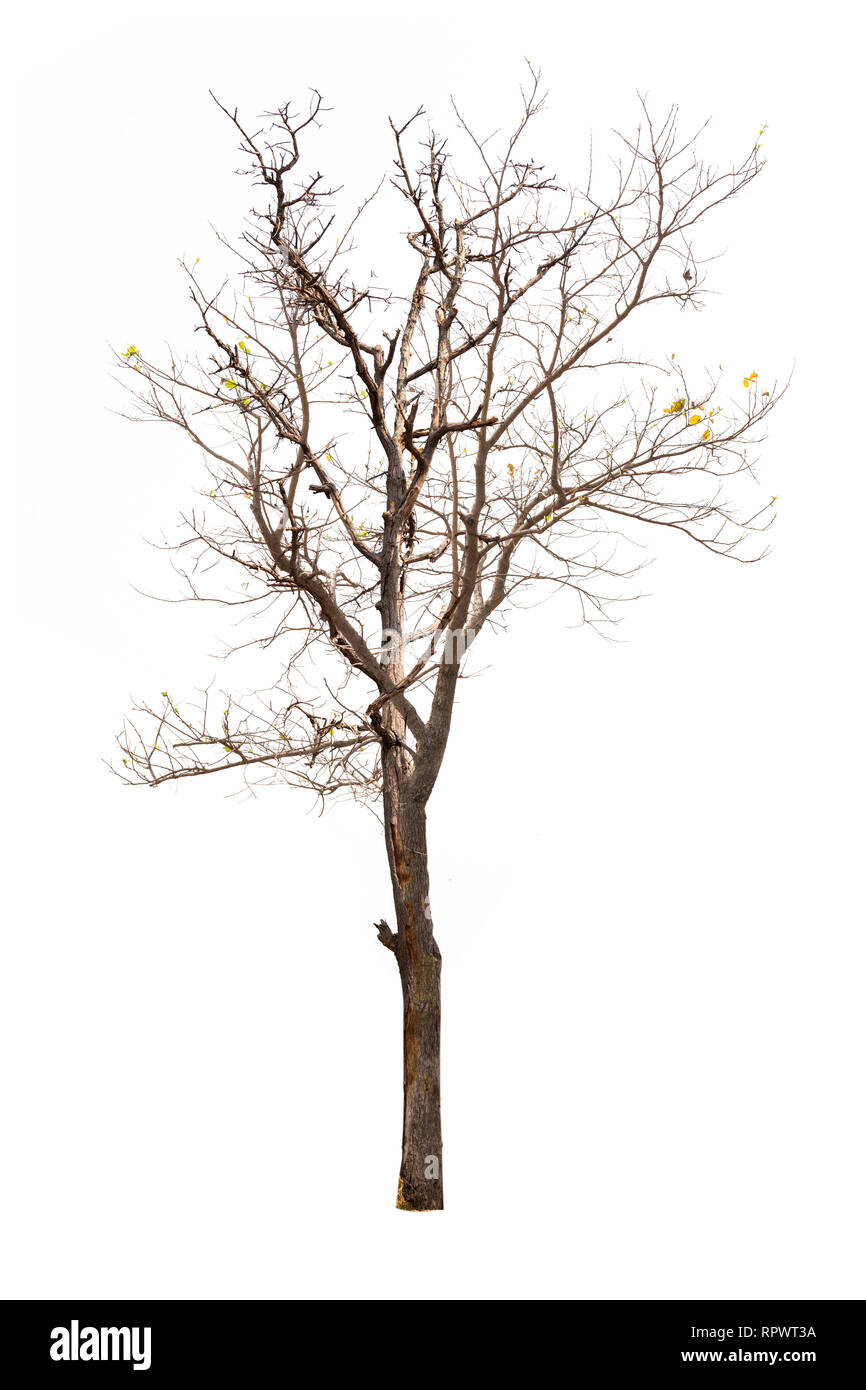 Single old and dead tree isolated on white background Stock Photo - Alamy