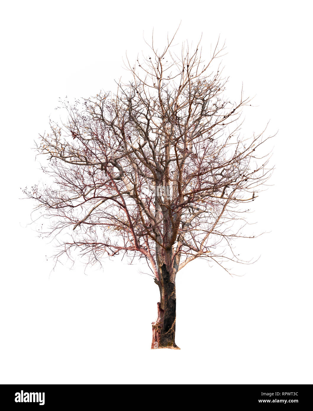 Single old and dead tree isolated on white background Stock Photo - Alamy