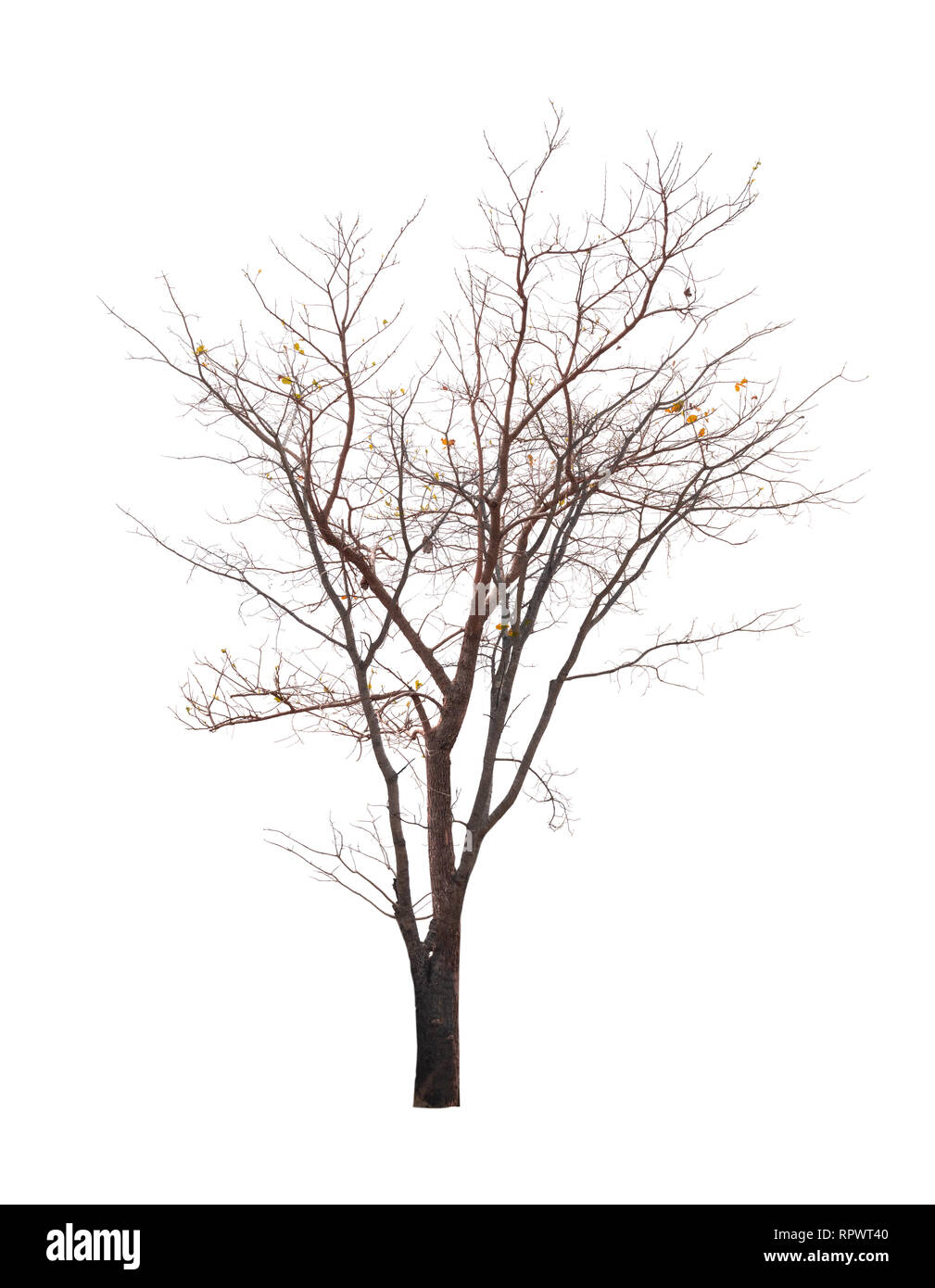 Single old and dead tree isolated on white background Stock Photo - Alamy