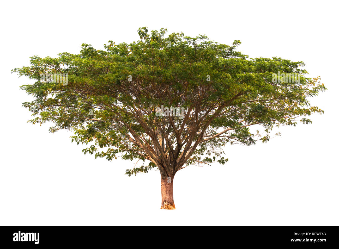 Isolated chamchuri tree on white background Stock Photo - Alamy