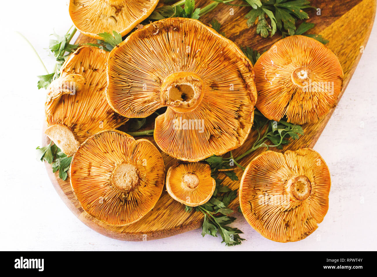 Raw wild Saffron milk cap mushrooms, Rovellons, Niscalos mushroom Stock ...