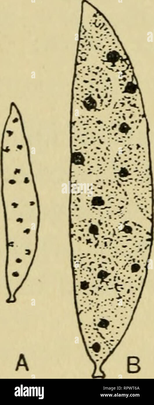 . The algae. Algae. Fig. 149 Halosphaera viridis. A, mature cell. B ...